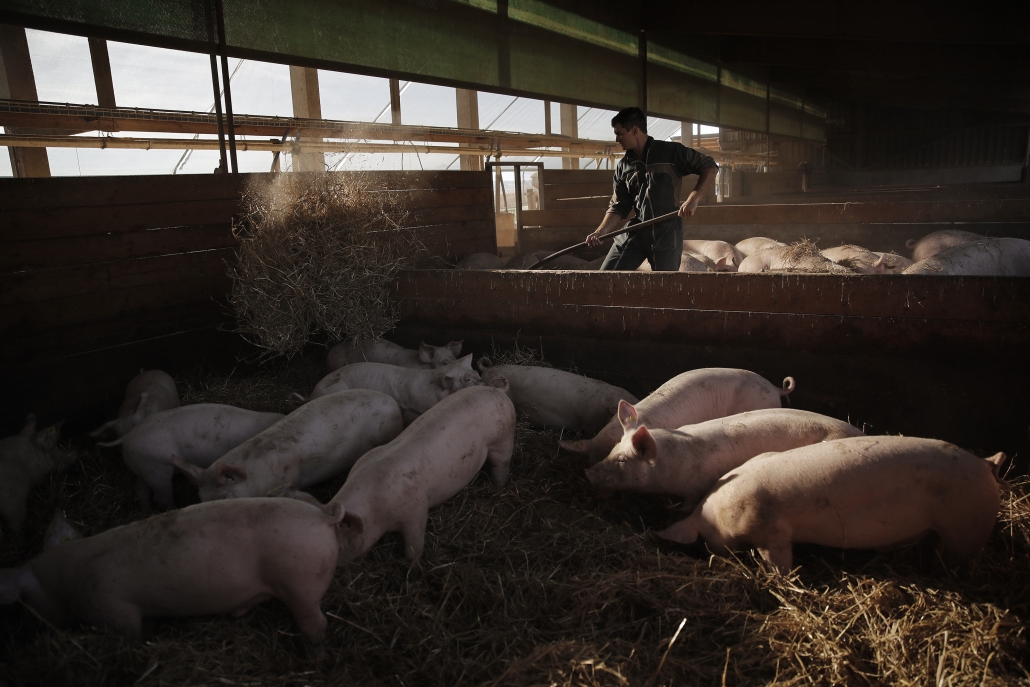 Valentin Chappuis | Domaine Agricole | Élevage de cochons